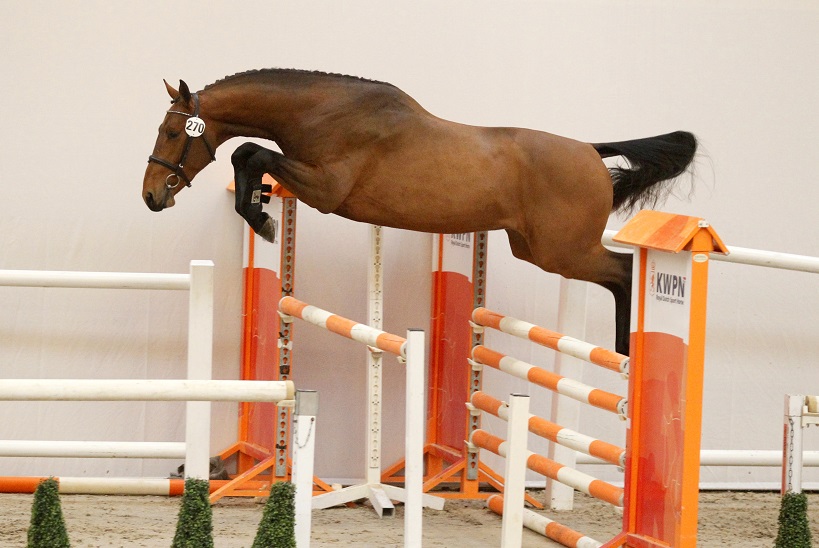 Goede resultaten op 1e bezichtiging springhengsten KWPN - Veilingdronten