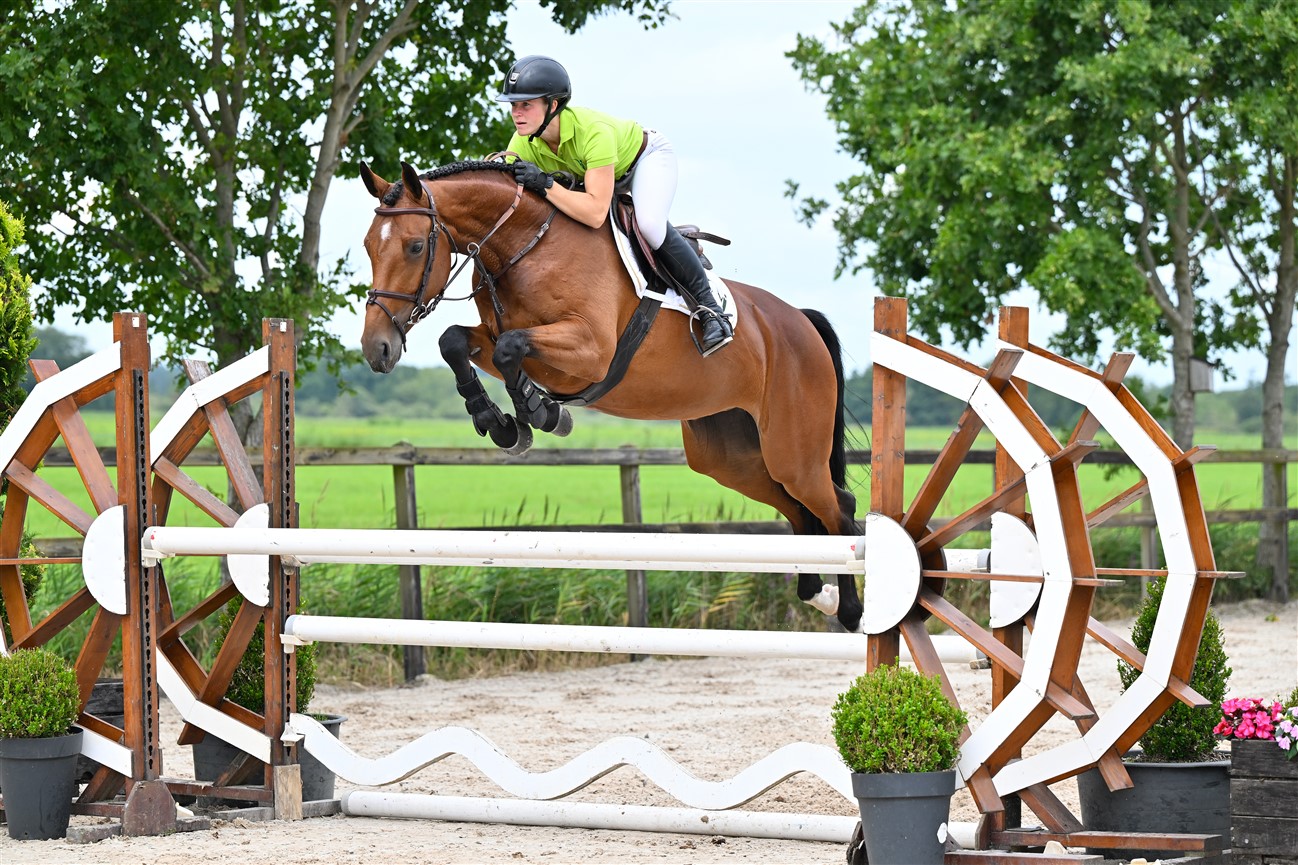 Veiling Dronten biedt springpaarden waar koper blij van wordt ...